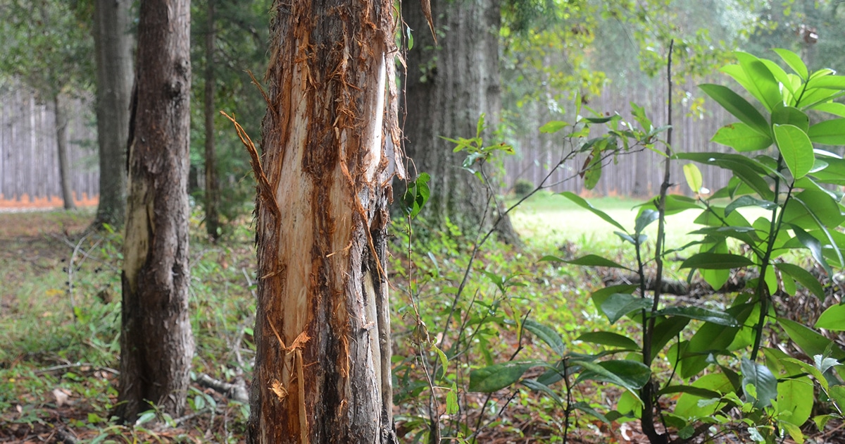 How Many Rubs Does a Buck Make? | National Deer Association