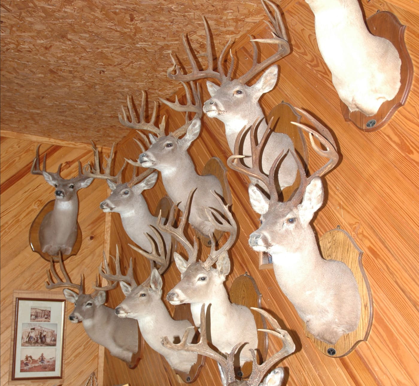 QDM Troubleshooting | National Deer Association