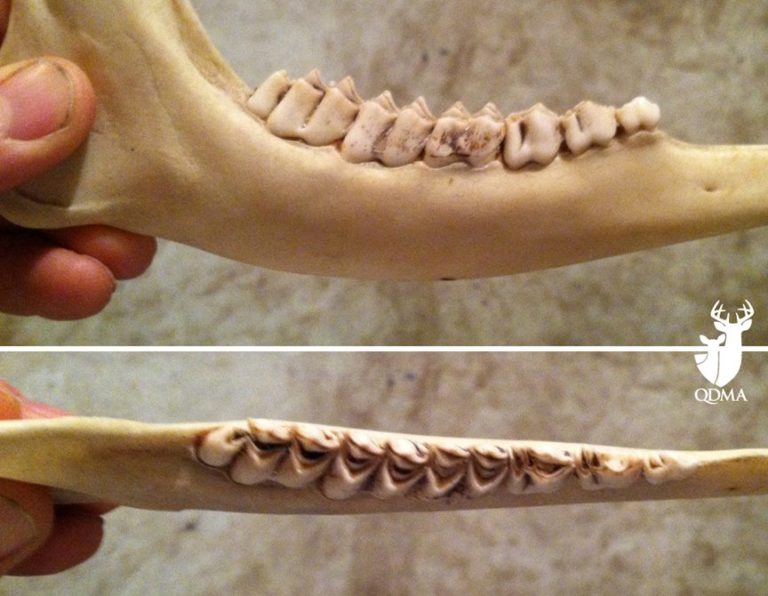 How to Photograph a Deer Jawbone for Aging - NDA