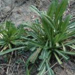 Food Plot Species Profile: Chicory - NDA