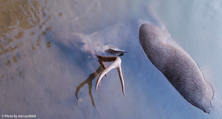 Know the Signs of HD: Hemorrhagic Disease | National Deer Association