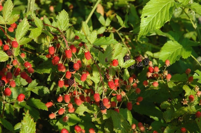 Know Your Native Deer Foods | National Deer Association