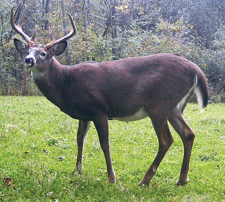Aging Bucks On The Hoof | National Deer Association