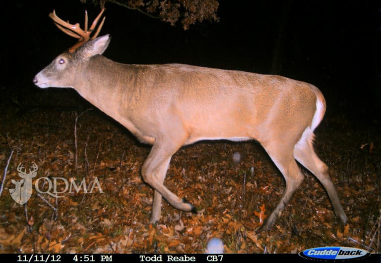 Ideal Aging Lead Qdma | National Deer Association