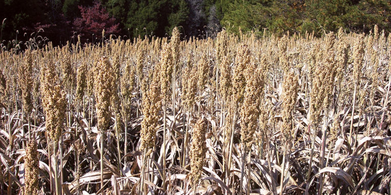 Grain Sorghum for Deer | National Deer Association