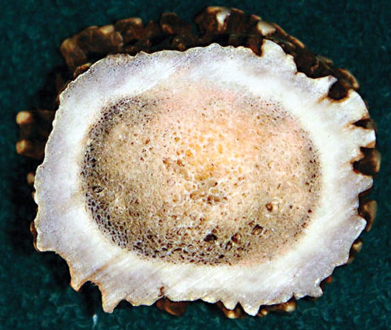 Antler Cross Section | National Deer Association