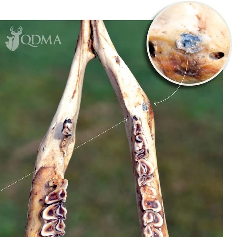 Deer Teeth Bullet | National Deer Association