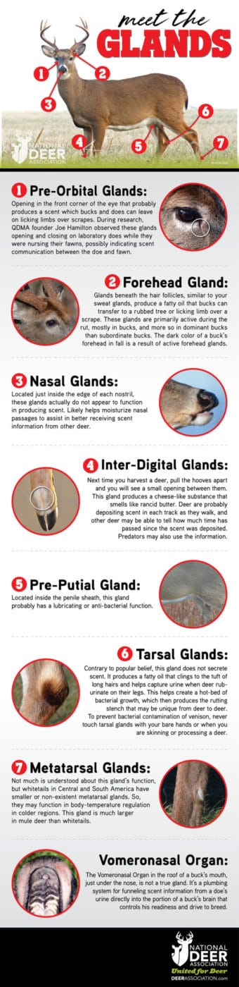 Deer Glands | National Deer Association