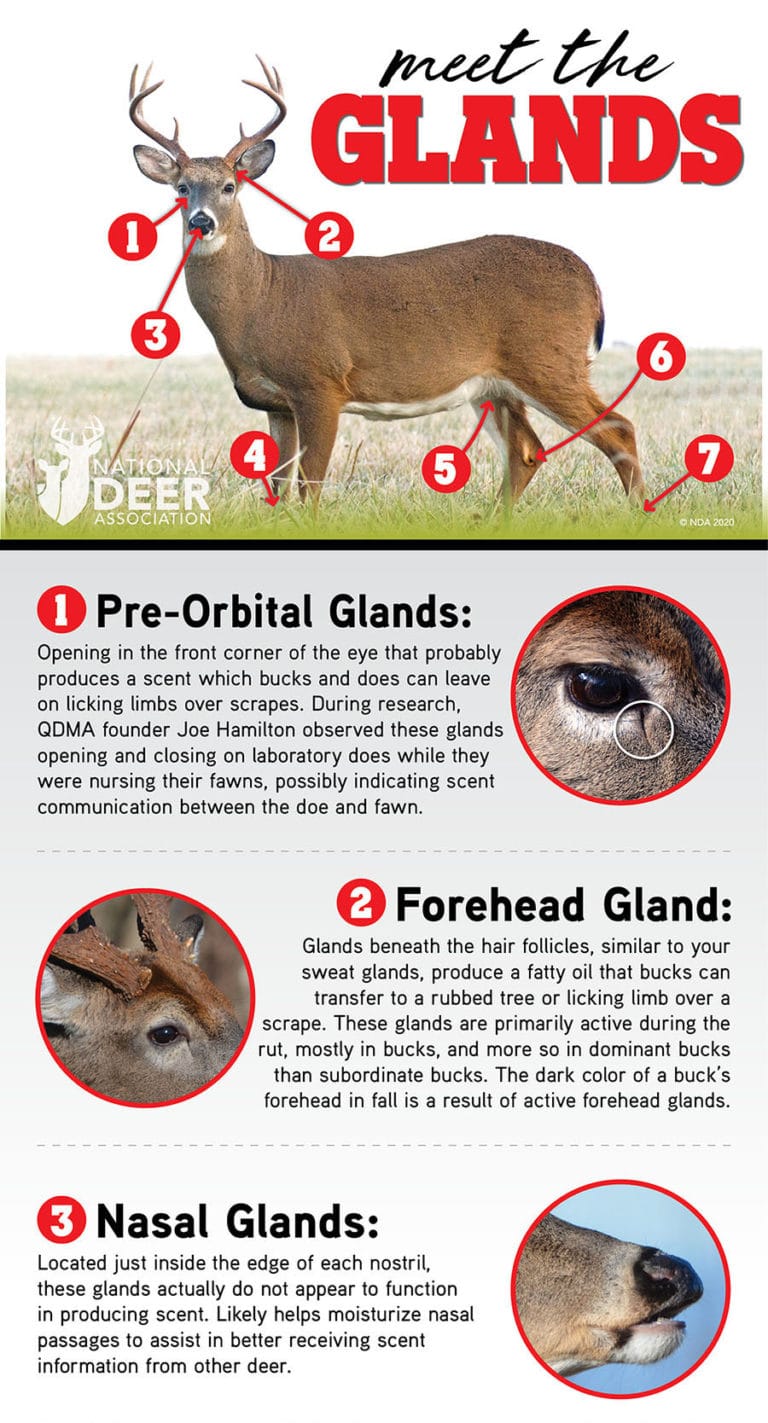 Deer Glands Top 900px National Deer Association
