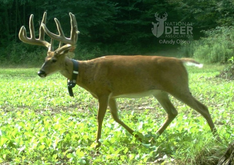 Does Weather Impact Deer Movement? Here’s What We Know