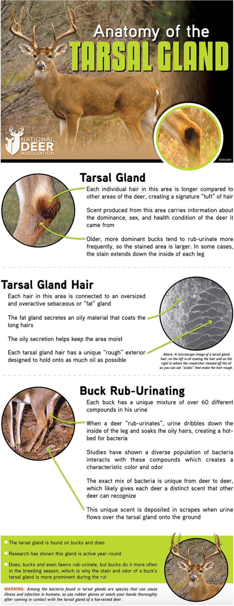 Anatomy of a Whitetail Tarsal Gland | National Deer Association