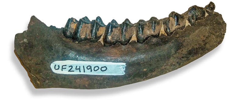 The Oldest Deer on Earth - NDA