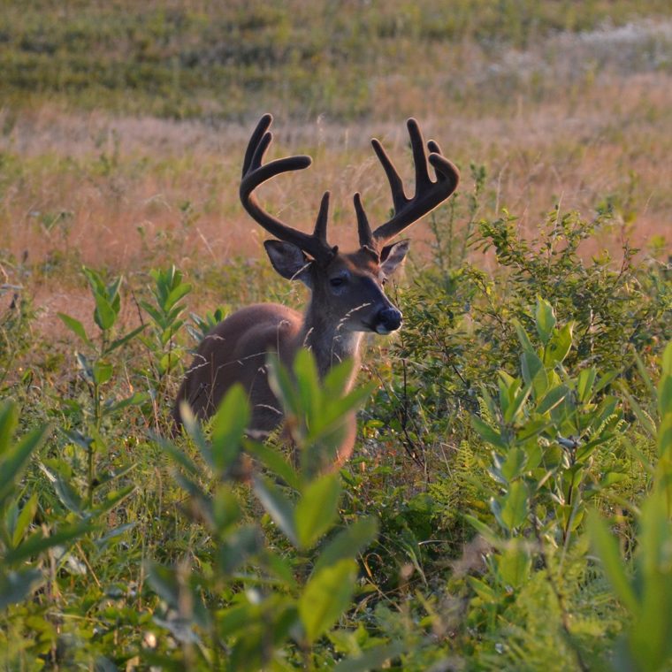 Deer 1 | National Deer Association