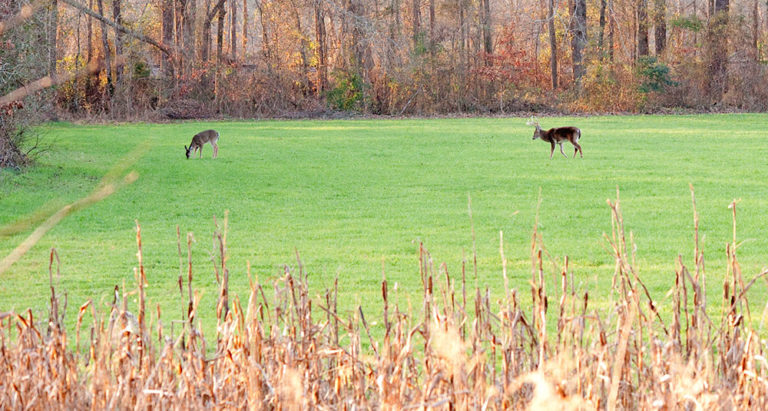 Food Plot Screen Lead | National Deer Association