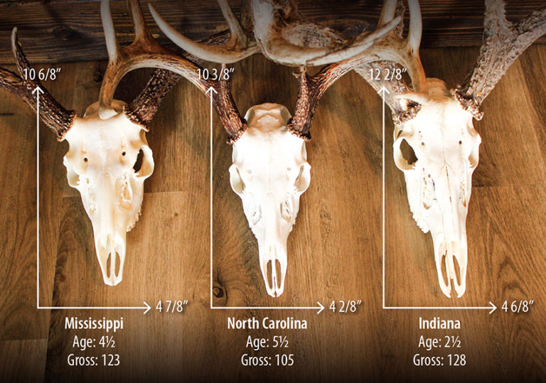 Three Bucks Infographic | National Deer Association