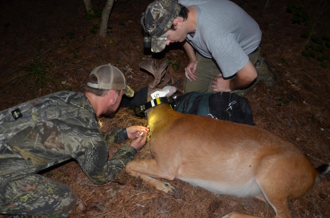 Deer Science Banner National Deer Association