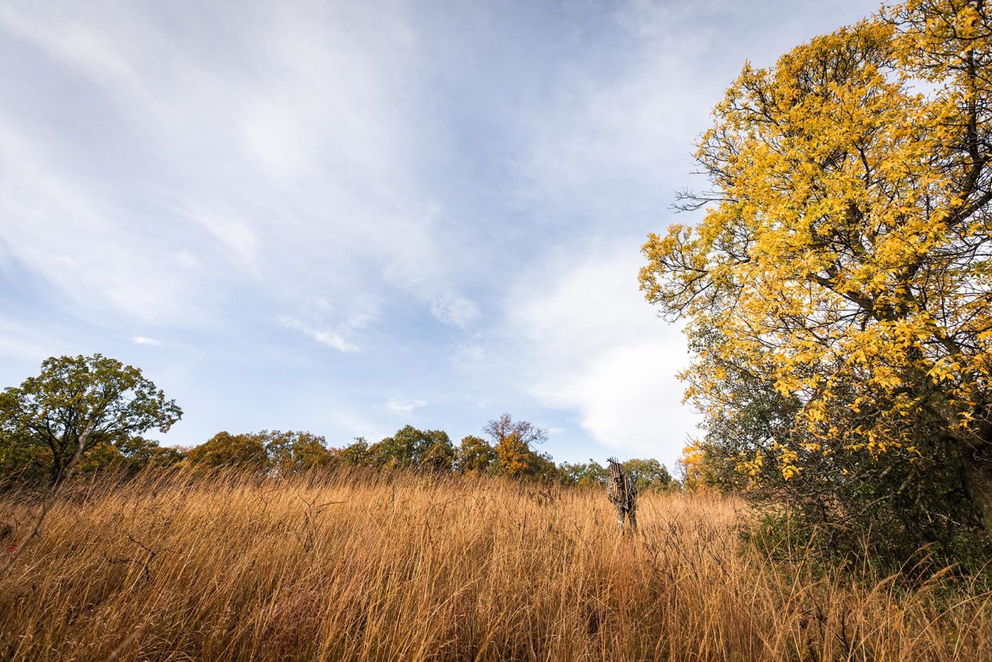 Public Lands Conservation Banner | National Deer Association