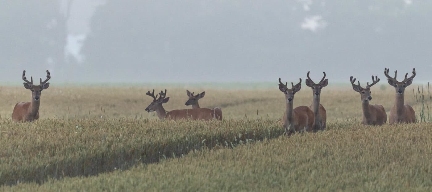 Live Buck 1 | National Deer Association
