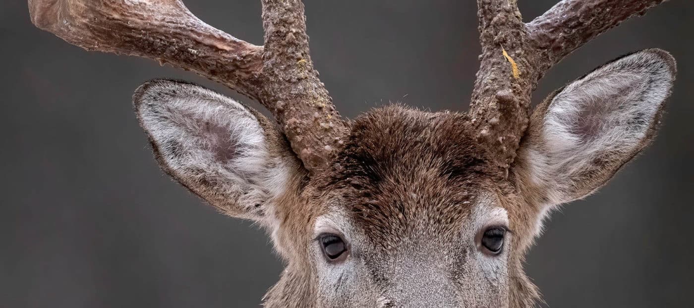 Live Buck 2 | National Deer Association
