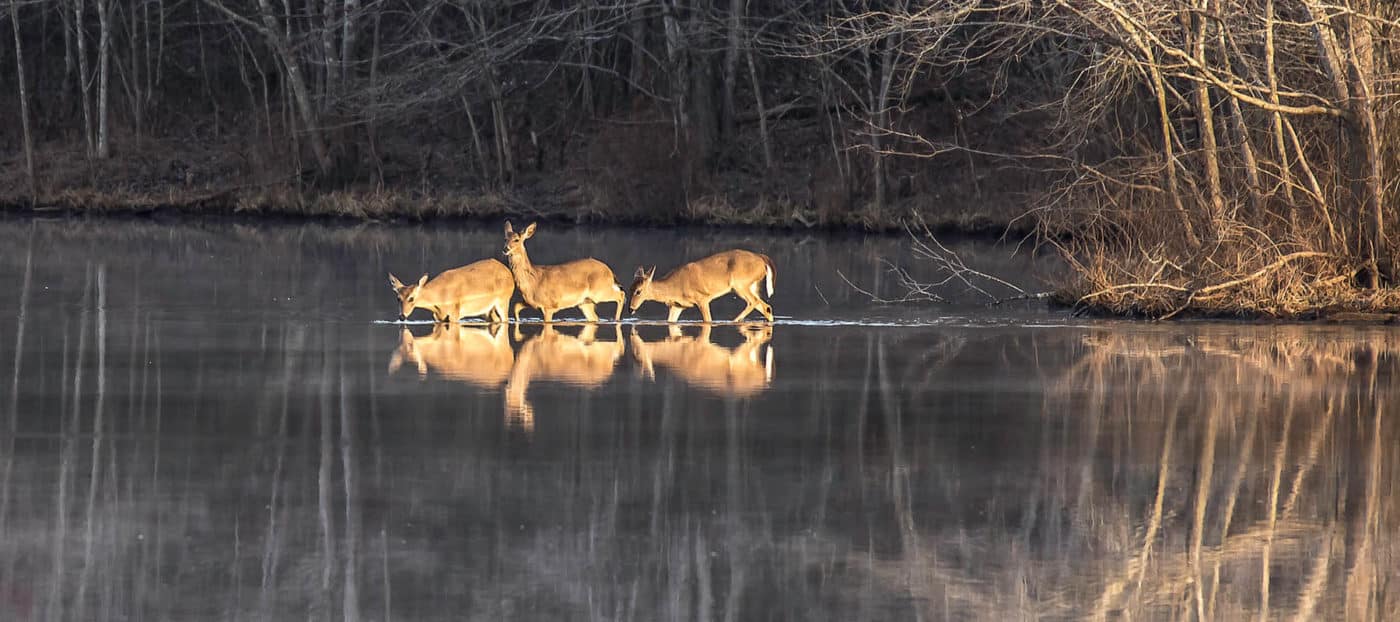 Live Reflection | National Deer Association