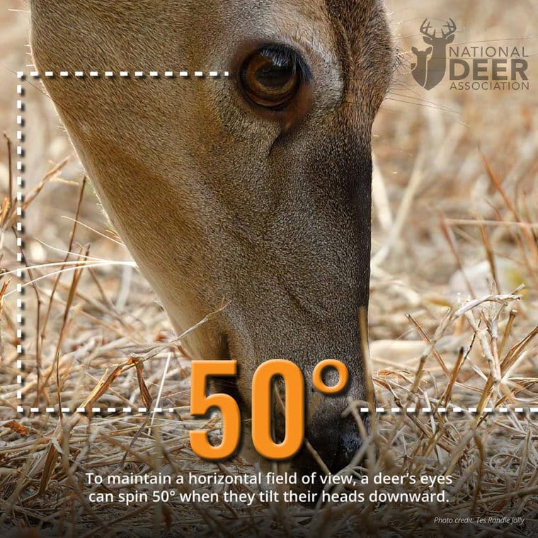 7 Facts About Deer Vision Hunters Should See