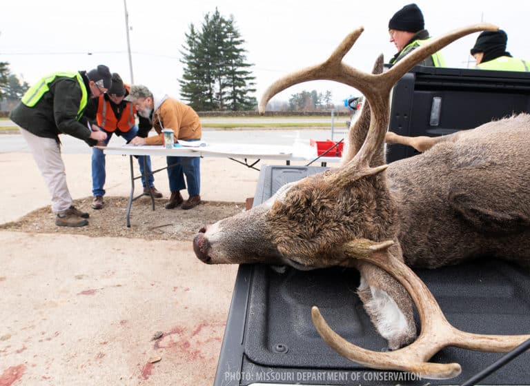 96% of Americans Want Action to Protect Deer From CWD