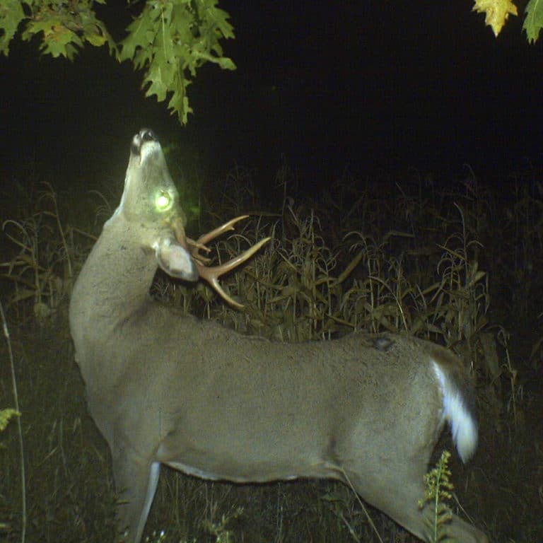 A Guide to Rubs and Scrapes, the Social Media of the Deer World