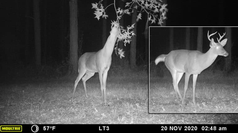 A Guide to Rubs and Scrapes, the Social Media of the Deer World