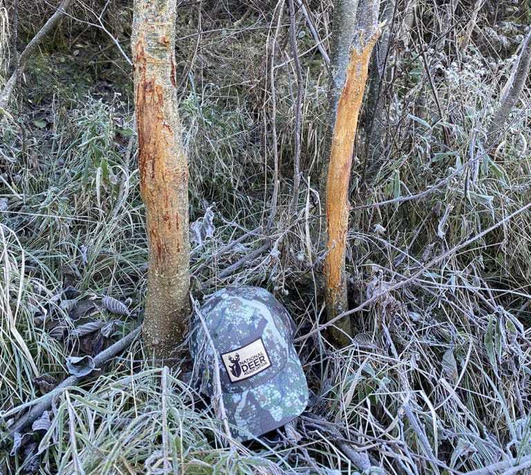 A Guide to Rubs and Scrapes, the Social Media of the Deer World