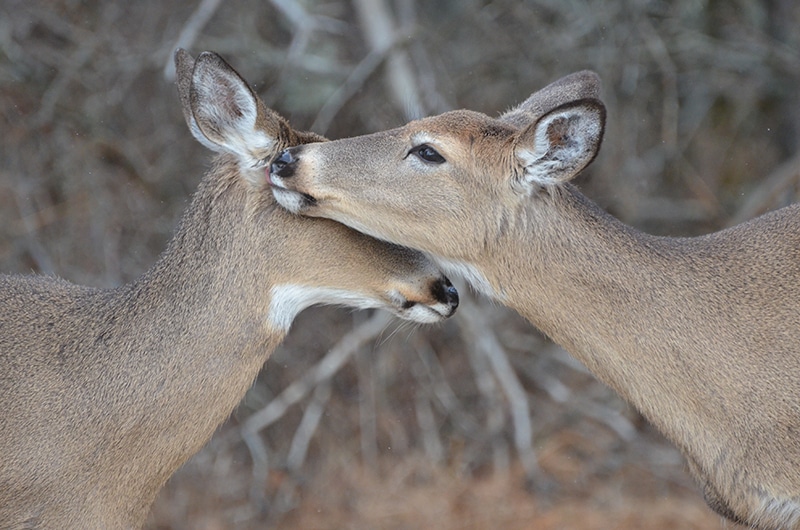 Action Alert: Support CWD Research and Management Funding in Oregon ...
