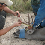14 Stats From New Deer Research | National Deer Association