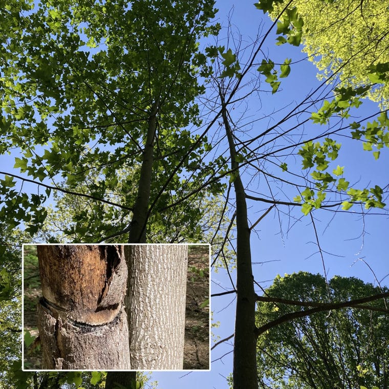 Is Craig Harper’s FSI Cocktail Safe for Non-Target Trees?