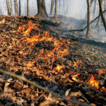 Food Plots, Feed or Fire: The Real Costs Per Pound of Deer Forage