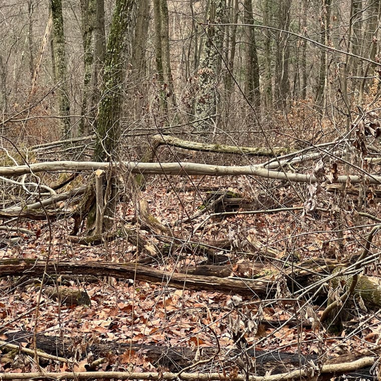 The Right and Wrong of Hinge Cutting for Deer Habitat