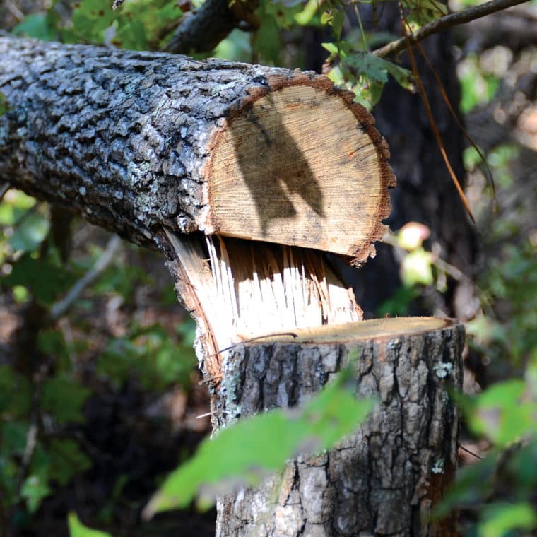 The Right and Wrong of Hinge Cutting for Deer Habitat