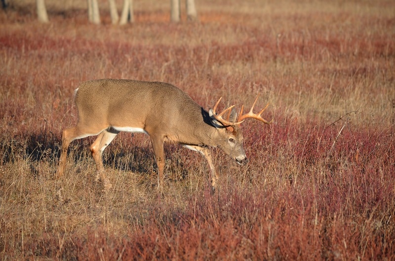 Action Alert: Support CWD Prevention Measures in Minnesota | National ...