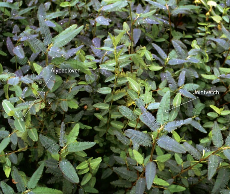 3 Easy Options for Summer Deer Nutrition and Food Plots