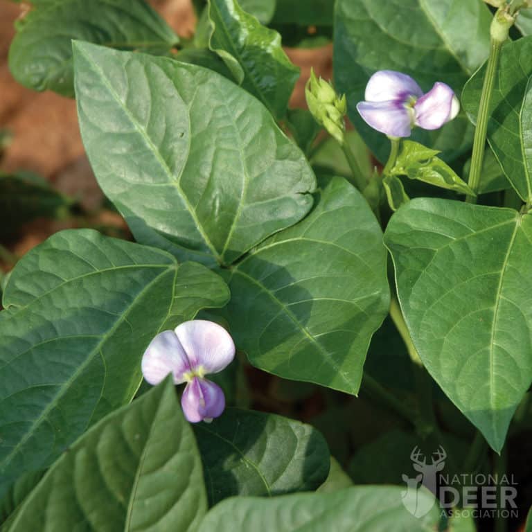 3 Easy Options for Summer Deer Nutrition and Food Plots