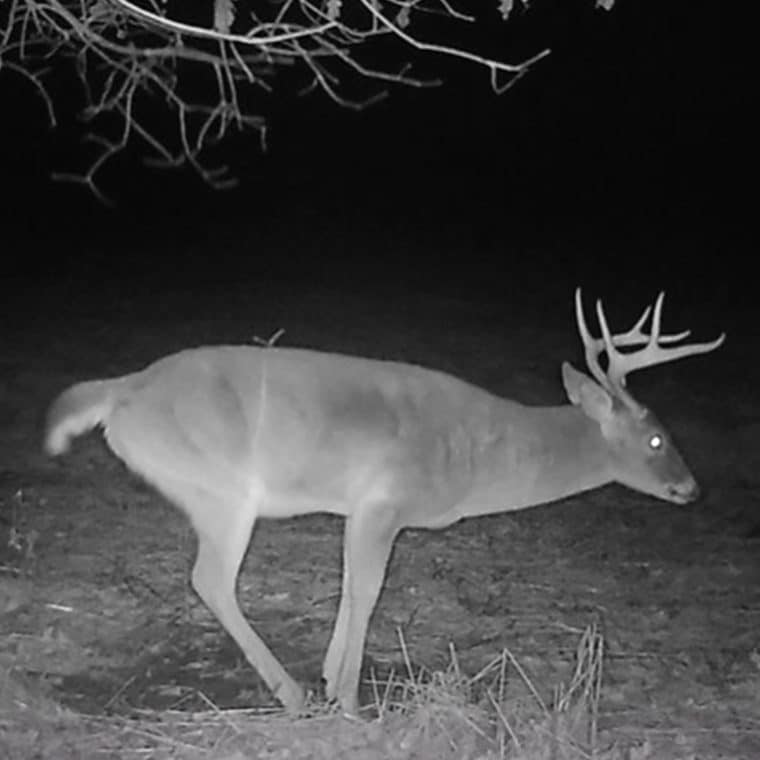 3 Promising New Ways to Detect CWD, Dead Deer Not Required – National ...