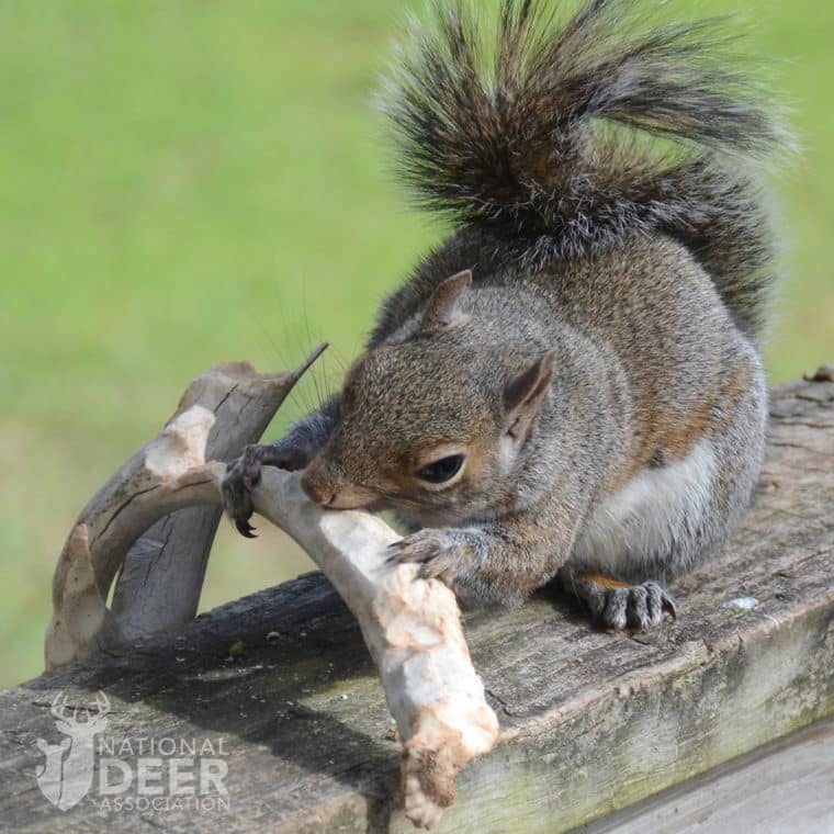 Why Do Squirrels Gnaw on Shed Antlers?