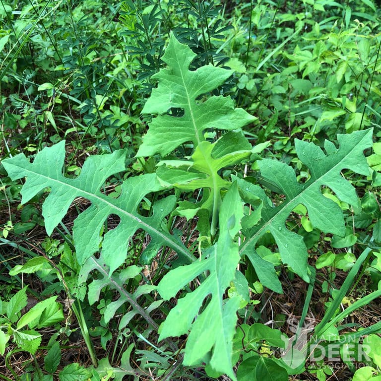 Deer Hunters Should be Weed Farmers