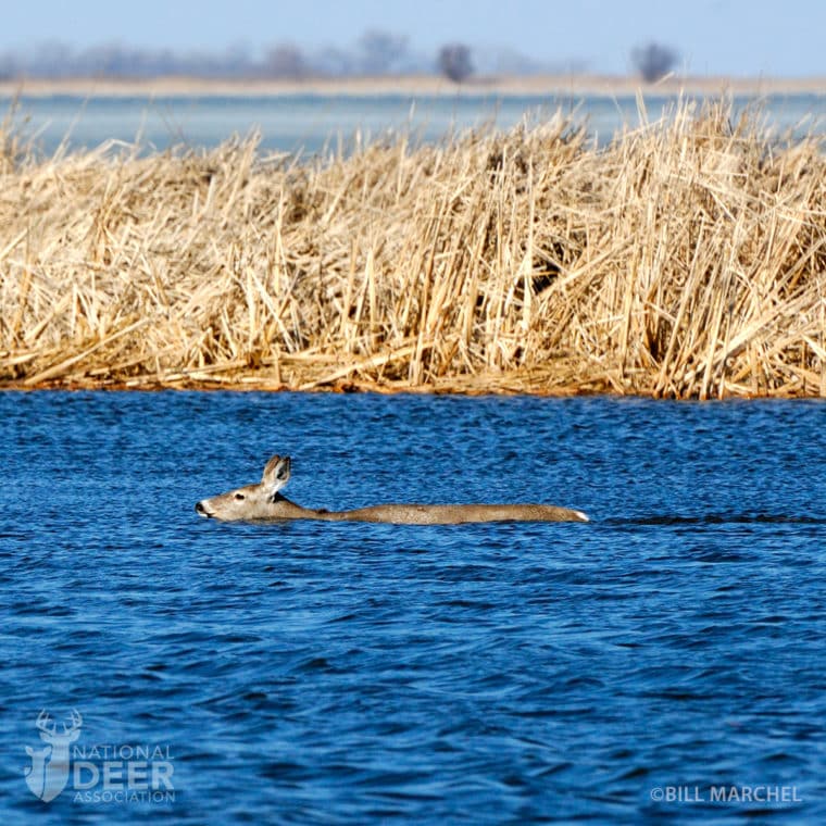 How Far Can a Deer Swim? | National Deer Association