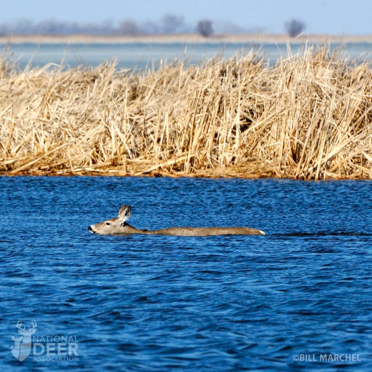 How Far Can a Deer Swim? | National Deer Association