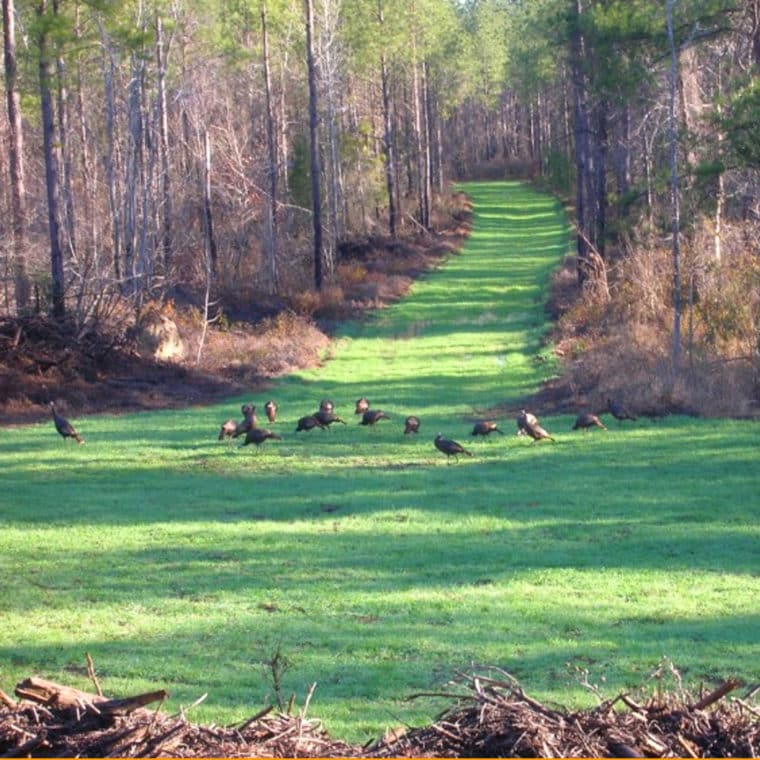 Six Factors in Designing Successful Deer Hunting Plots