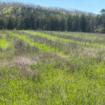 Plant-Back Intervals Prevent Herbicide Trouble in Food Plots