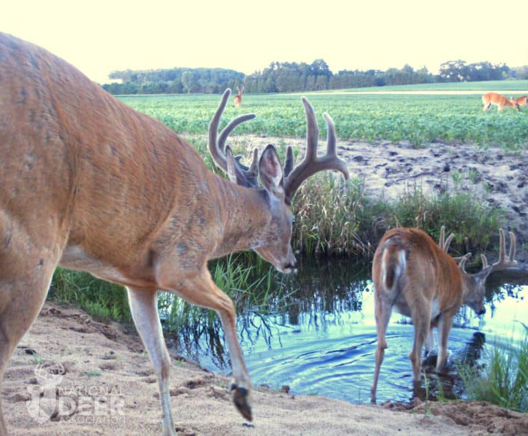 Best Trail Camera Setups for Summer Based on Deer Biology