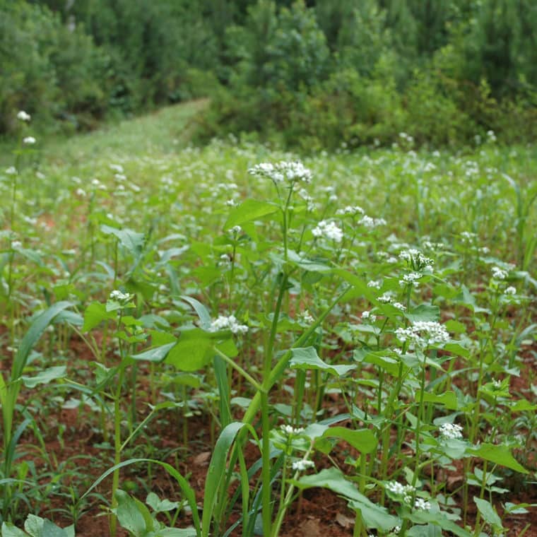 Food Plot Species Profile: Buckwheat