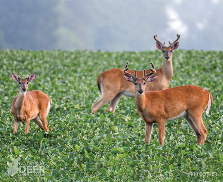 Which States Allow Bucks to be Taken With Crop Depredation Tags?