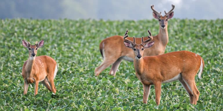 Crop Depredation Permits Social | National Deer Association