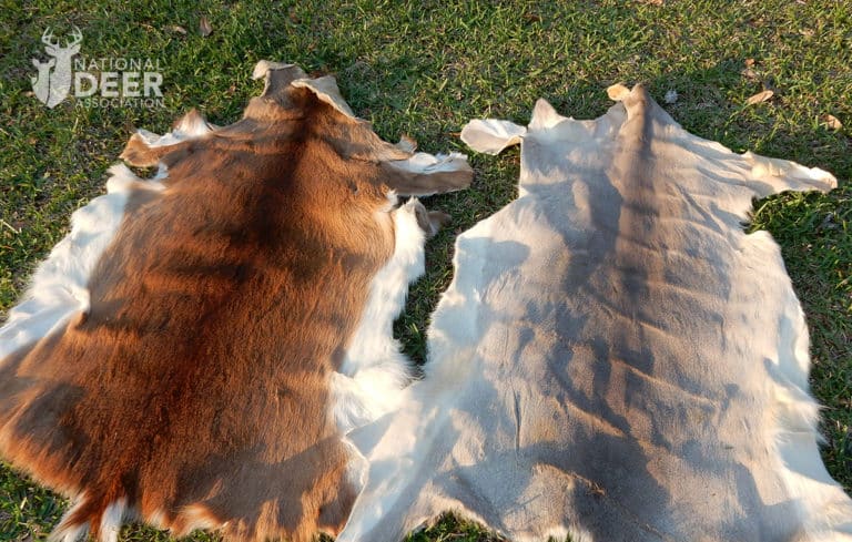 The Many Coat Colors of White-tailed Deer: Albino, Piebald, Melanistic ...